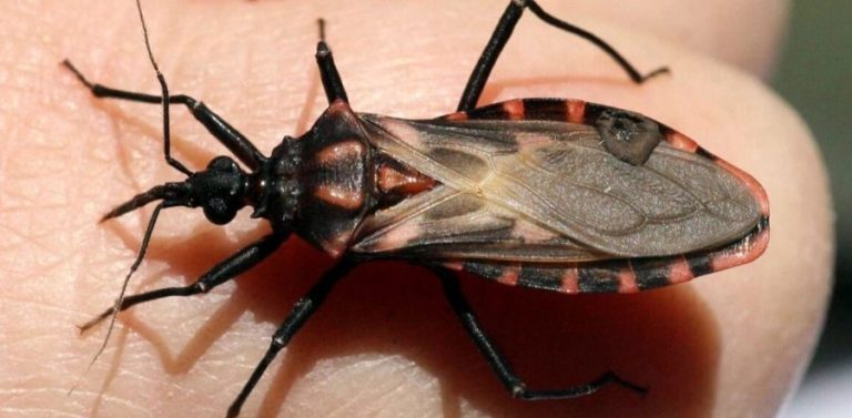 Kissing Bug Bite: Identification, Prevention and Treatments - High ...