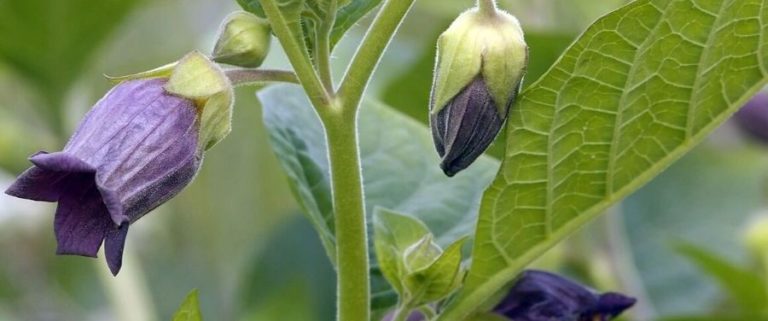 Atropa Belladonna: Uses, Side-Effects, Dosage and Precautions - High ...