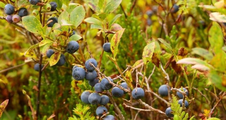 Bilberry: Origin, Ultimate Nutrition, Dosage, Interaction, Health ...