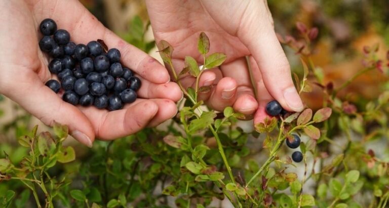 Bilberry: Origin, Ultimate Nutrition, Dosage, Interaction, Health ...