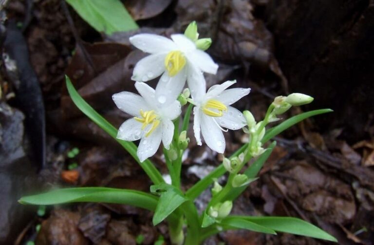 Safed Musli: Benefits, Uses, Dosage, Precautions and Side-Effects ...