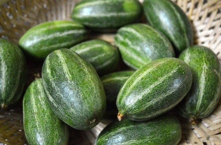 Pointed Gourd (Parwal): Benefits, Nutrition, Side Effects and How to ...