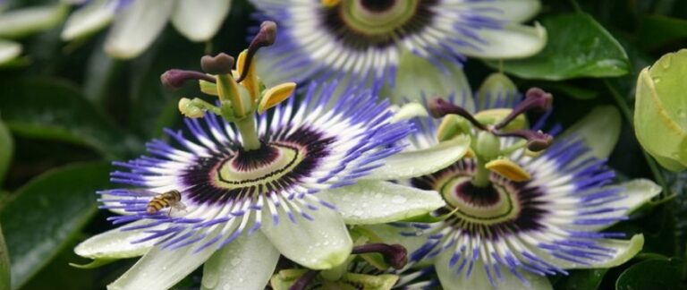 Passion Flower (Passiflora Incarnata): Uses, Side Effects, Doses ...