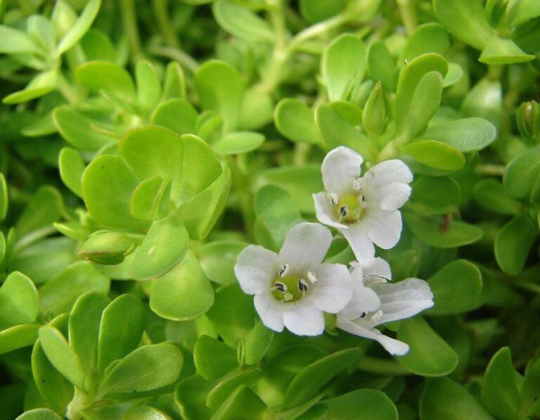 Bacopa monnieri (brahmi): Benefits, uses and side effects - High Rated ...