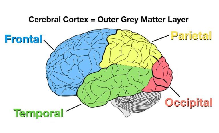 Cerebral cortex: Know your brain! - High Rated Gabru