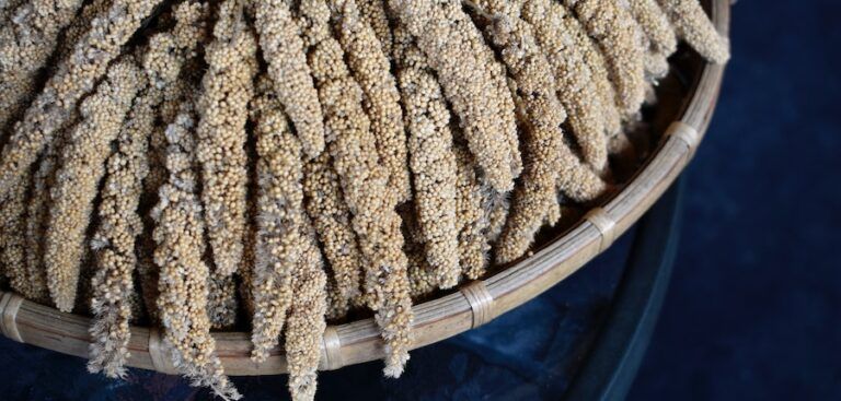 What is millet? Nutrition, benefits and side effects - High Rated Gabru