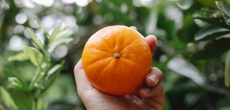 5 Health benefits of clementine fruit - High Rated Gabru