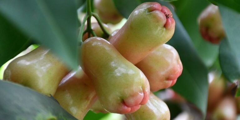 Water Apple: Uses, Benefits, Side Effects, And More! - High Rated Gabru